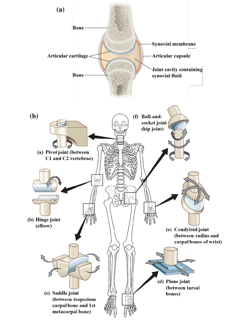 BIOLOGY: Anatomy “Joints” – チェコ医学生 ビーラーラブト